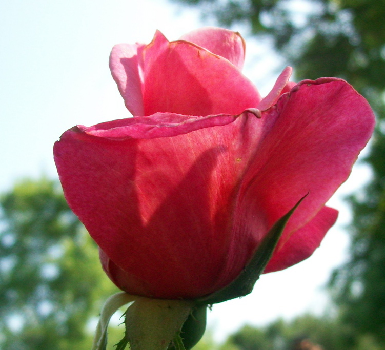 pink rosebud2 – Sharon Wray