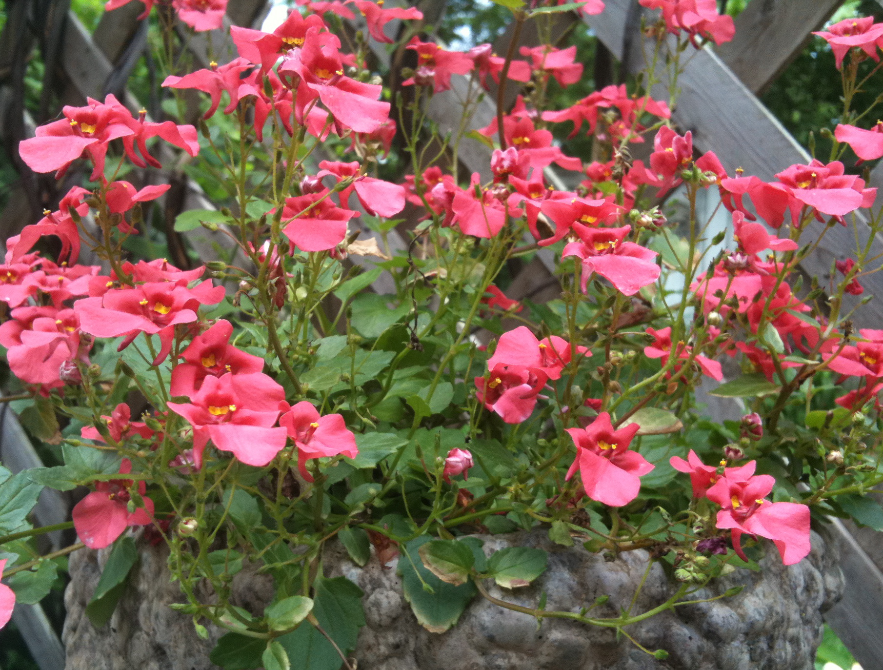 stone flowers – Sharon Wray