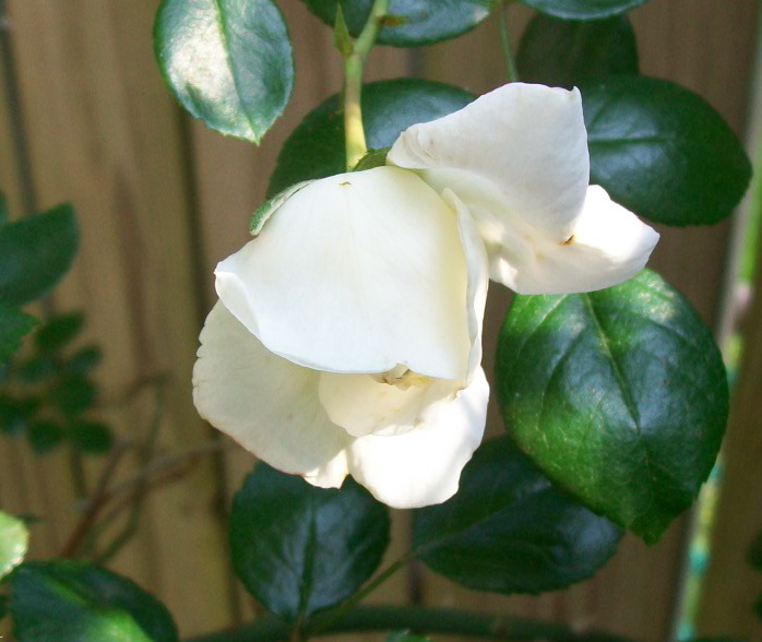 white rosebud – Sharon Wray