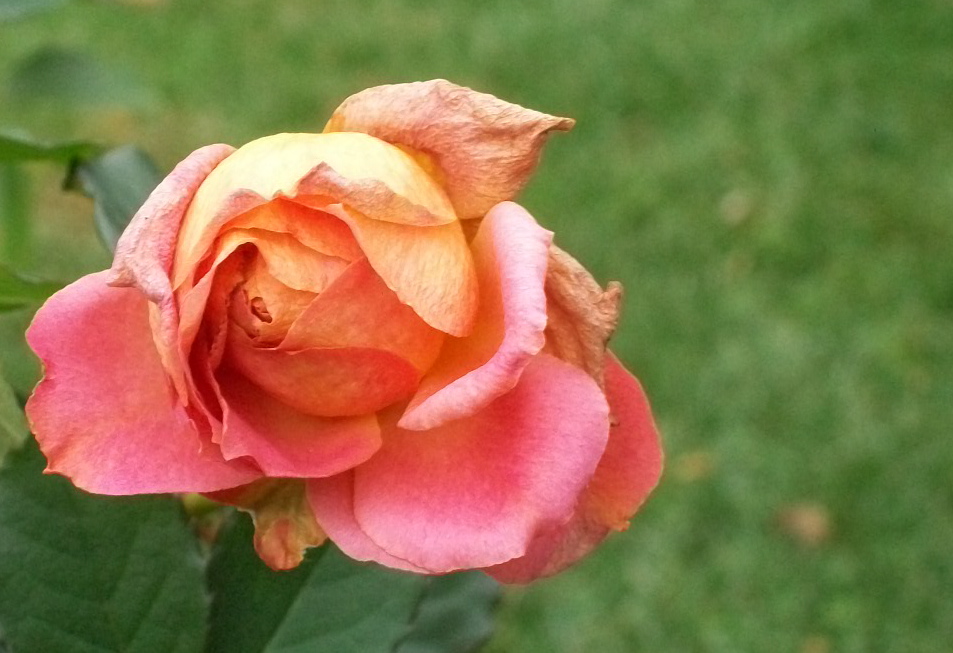 PRAYER FOR A FRIEND – Sharon Wray